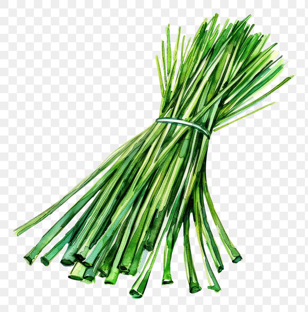 PNG isolated fresh dry chives | Free PNG - rawpixel