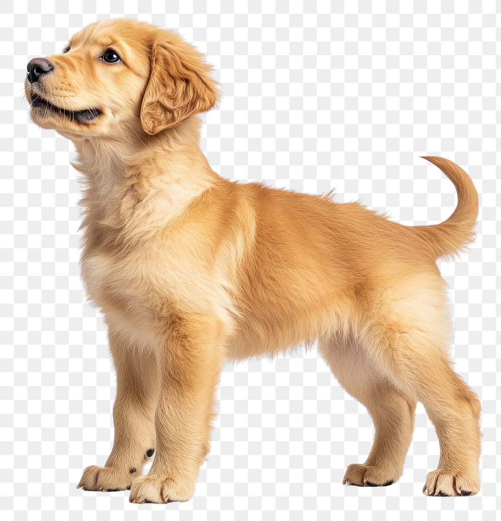 PNG golden retrival puppy happy | Free PNG - rawpixel