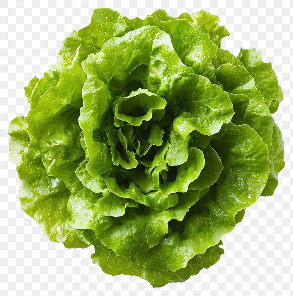 Lettuce Transparent PNG Images | Free Photos, PNG Stickers, Wallpapers ...