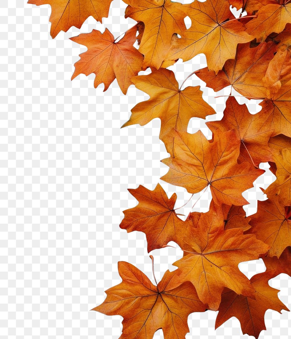 Transparent Background Maple Leaves Images | Free Photos, PNG Stickers ...