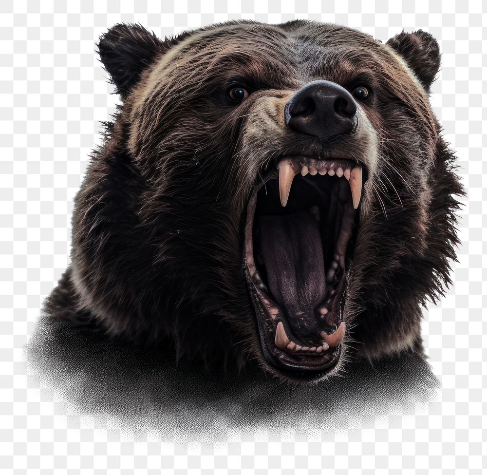 PNG Bear bear wildlife mammal. | Free PNG - rawpixel