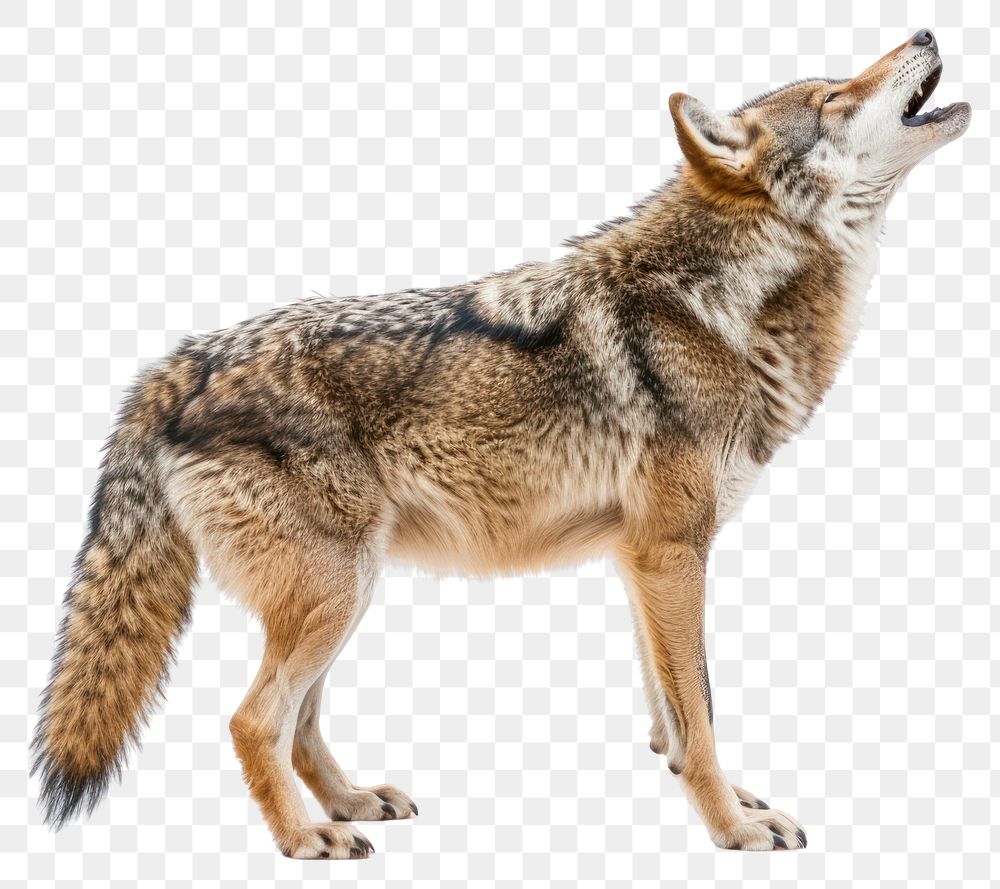 PNG Wolf howling background wildlife | Free PNG - rawpixel
