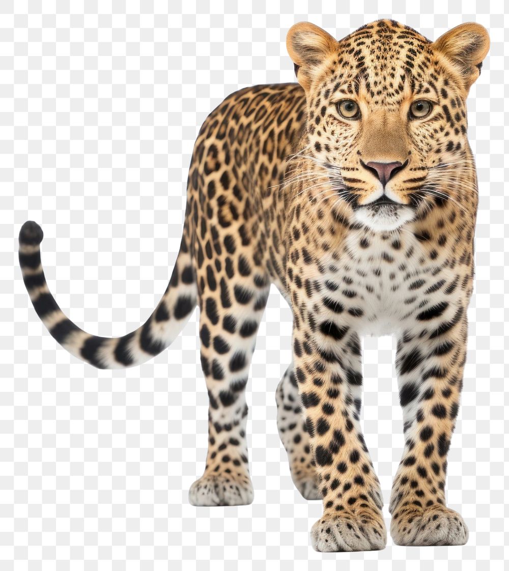PNG Leopard standing wildlife portrait | Free PNG - rawpixel