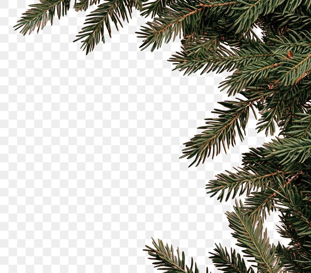 PNG christmas tree branch border | Free PNG - rawpixel