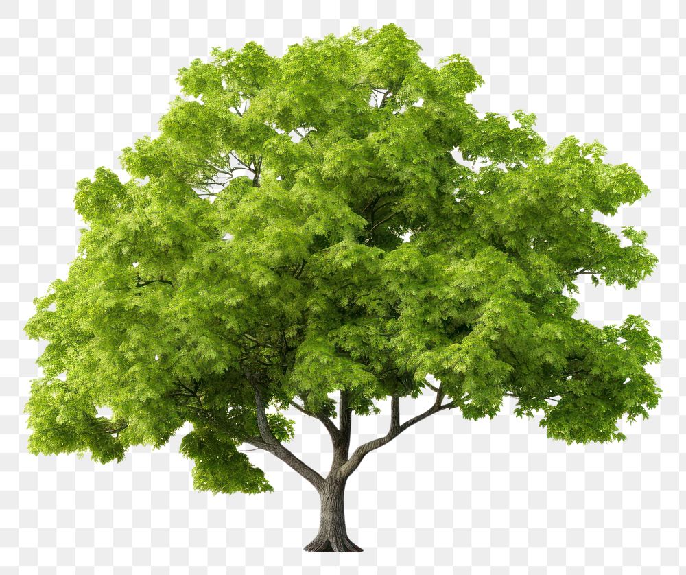 PNG beautiful tree plant green | Free PNG - rawpixel