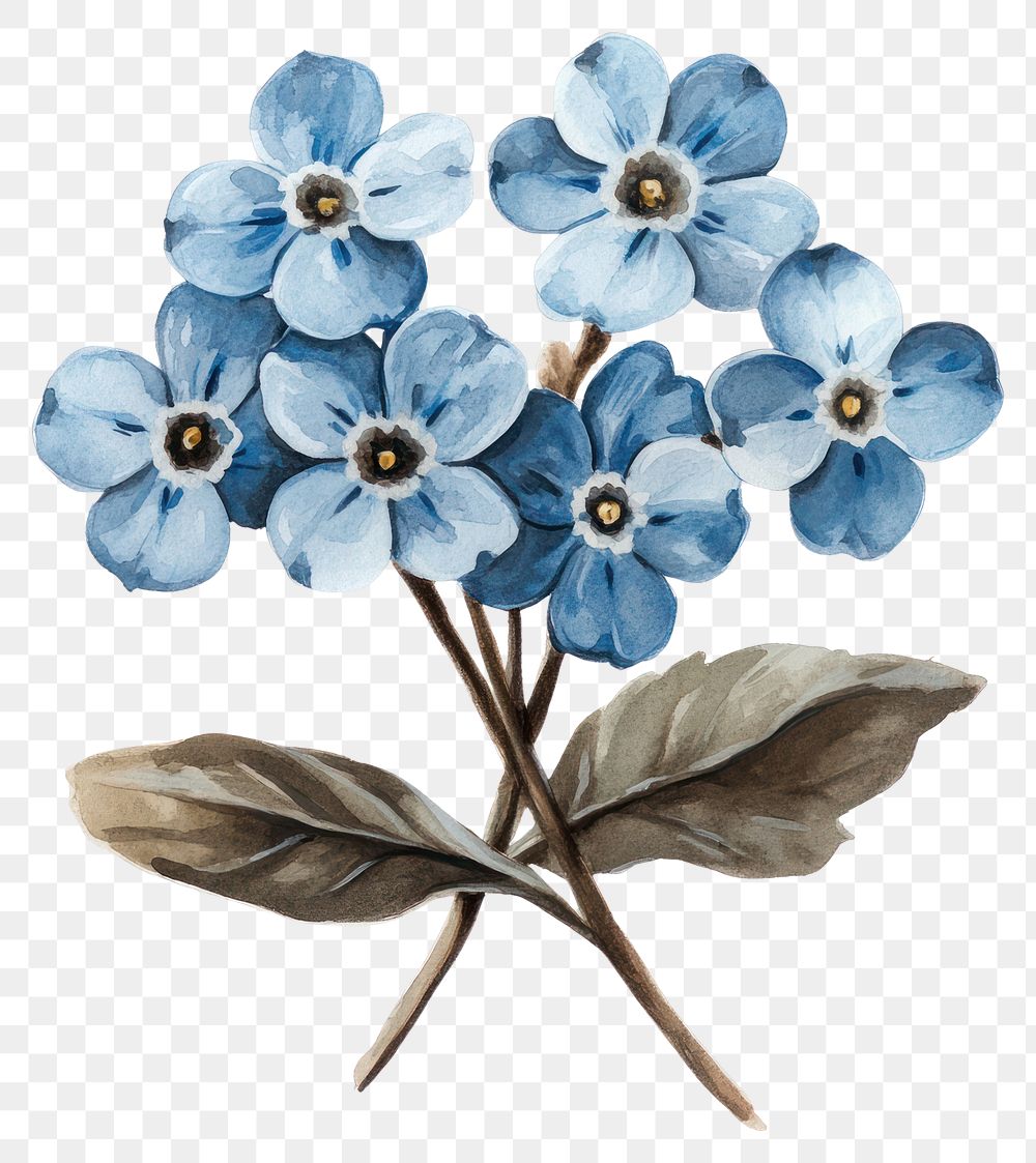 PNG Aesthetic Forget-Me-Nots flower flowers | Free PNG - rawpixel