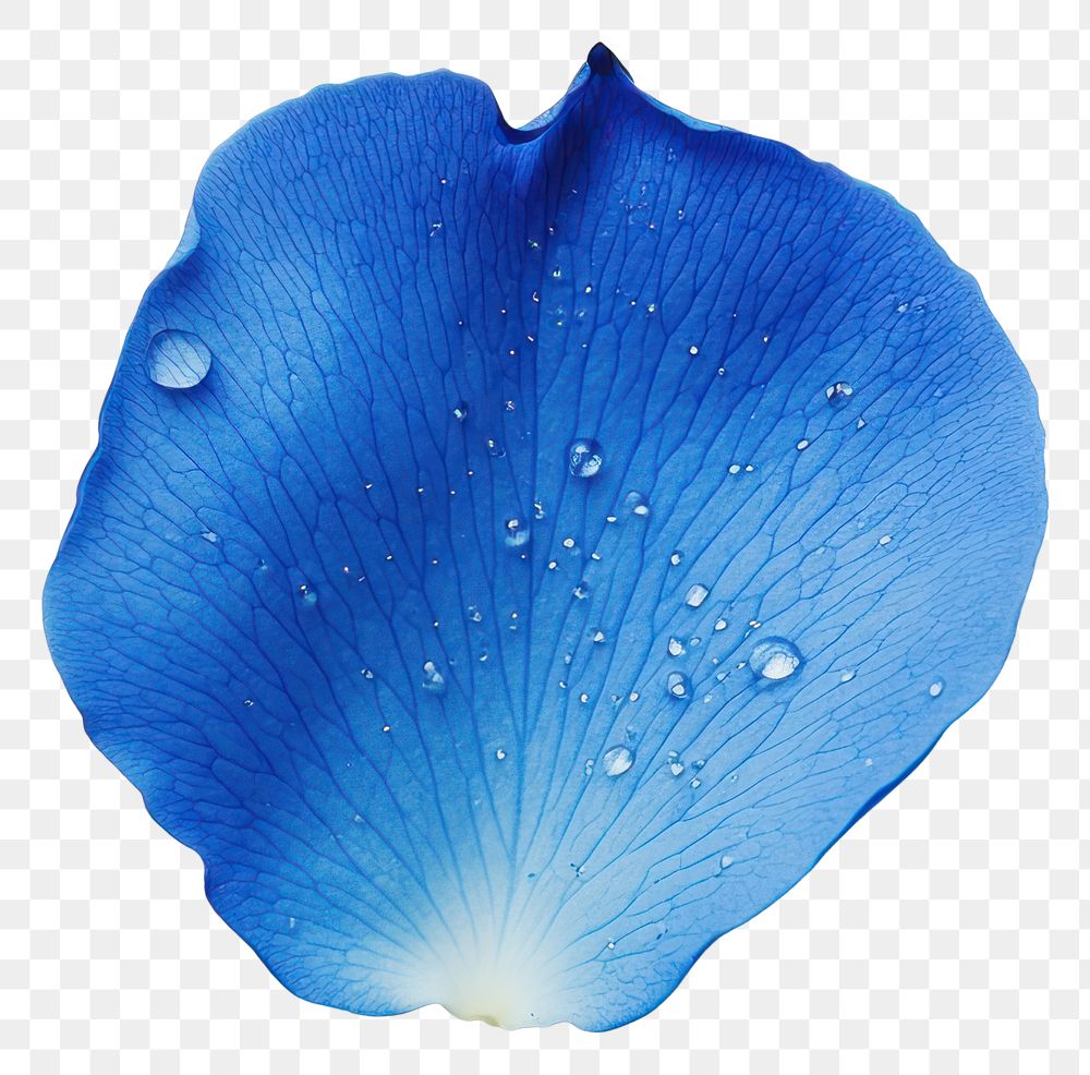 PNG Fresh blue rose petal | Premium PNG - rawpixel