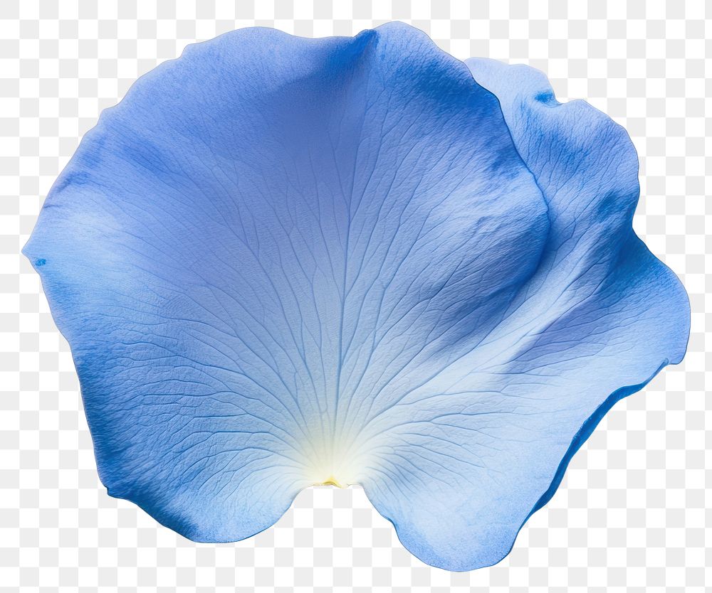 PNG Fresh blue rose petal | Free PNG - rawpixel