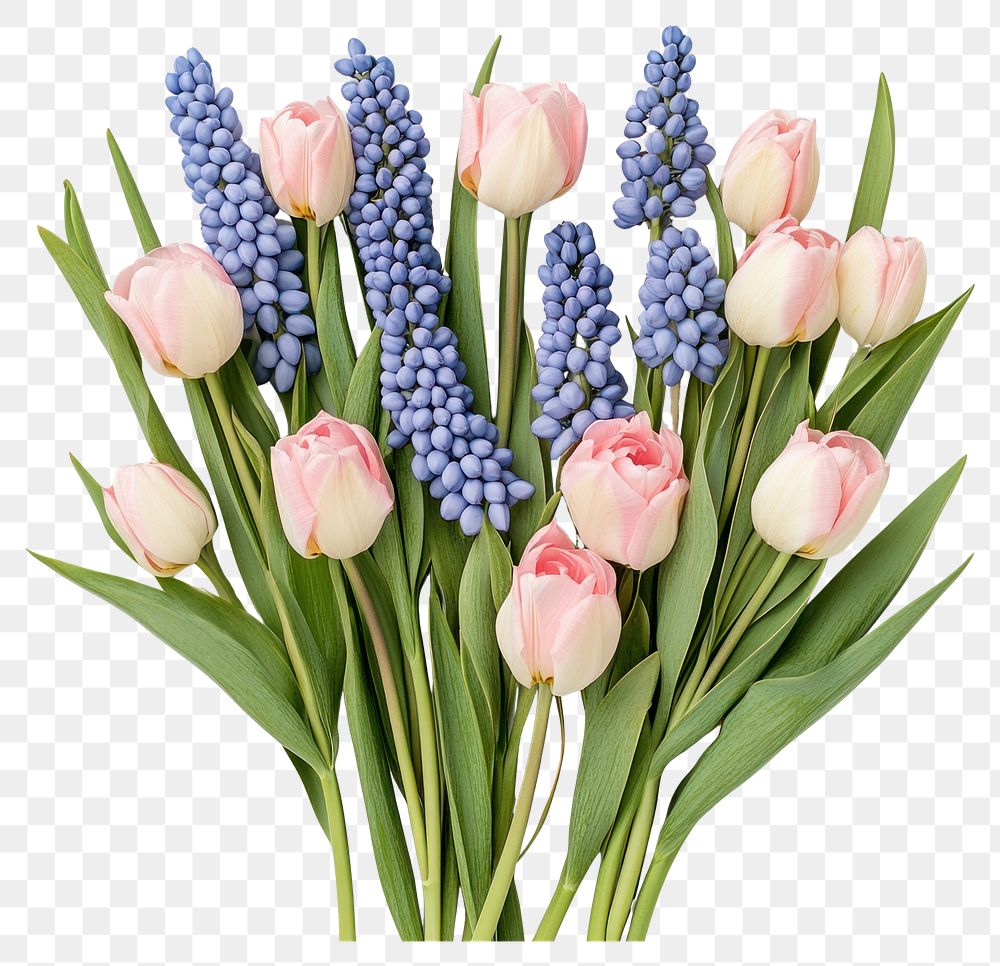 Blue Grape PNG Images | Free Photos, PNG Stickers, Wallpapers ...