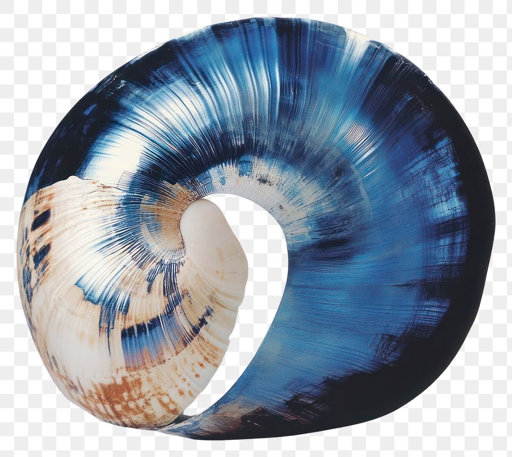 PNG Photography sea shell white | Free PNG - rawpixel