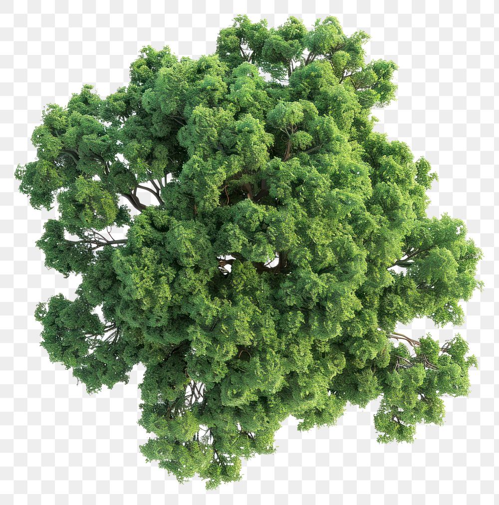 PNG Jungle tree nature green | Free PNG - rawpixel