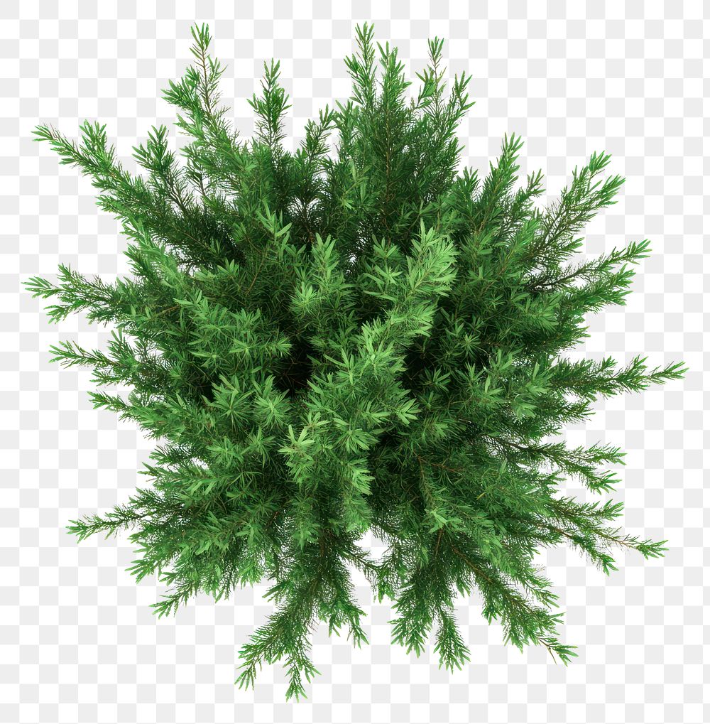 PNG Cypress tree plant view | Free PNG - rawpixel