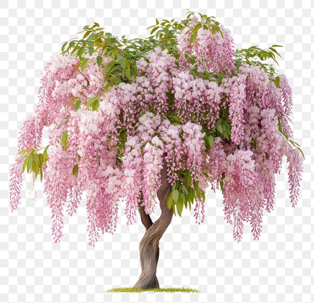 PNG Pink Wisteria flower tree | Free PNG - rawpixel