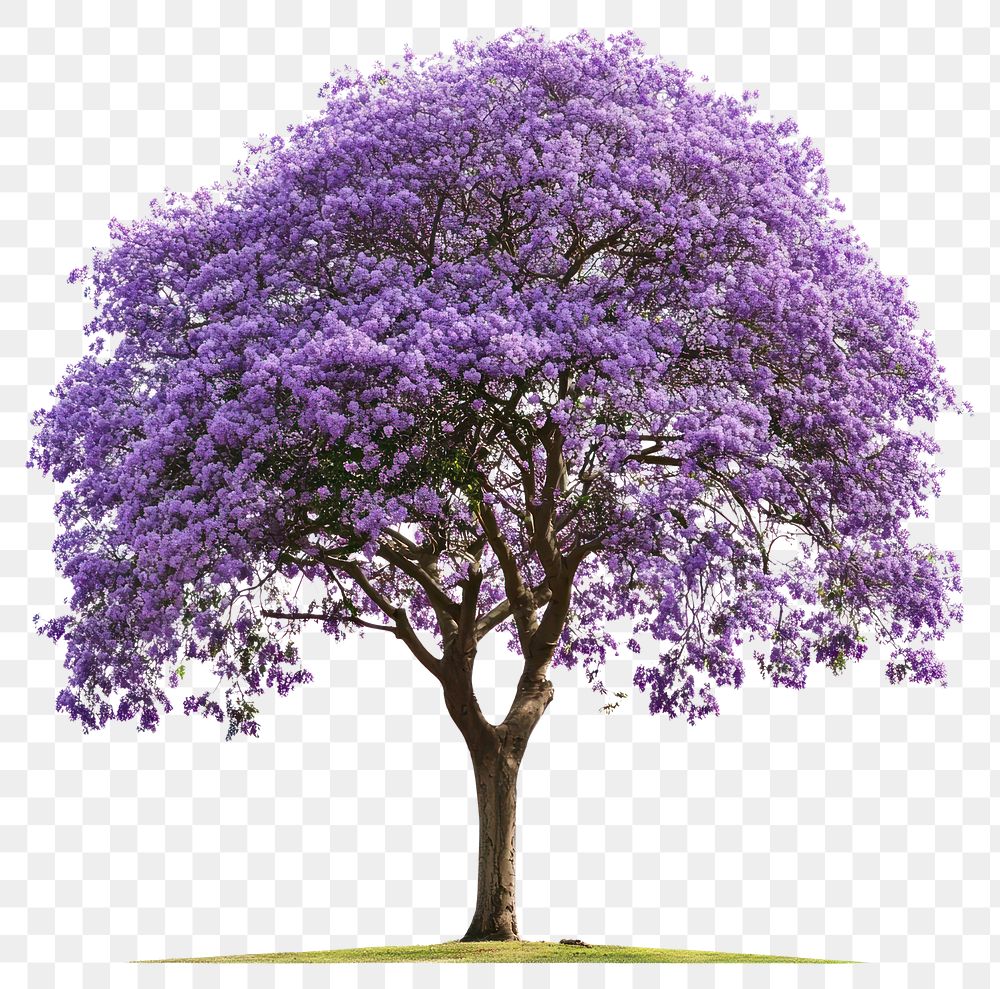 PNG Jacaranda tree jacaranda purple | Free PNG - rawpixel
