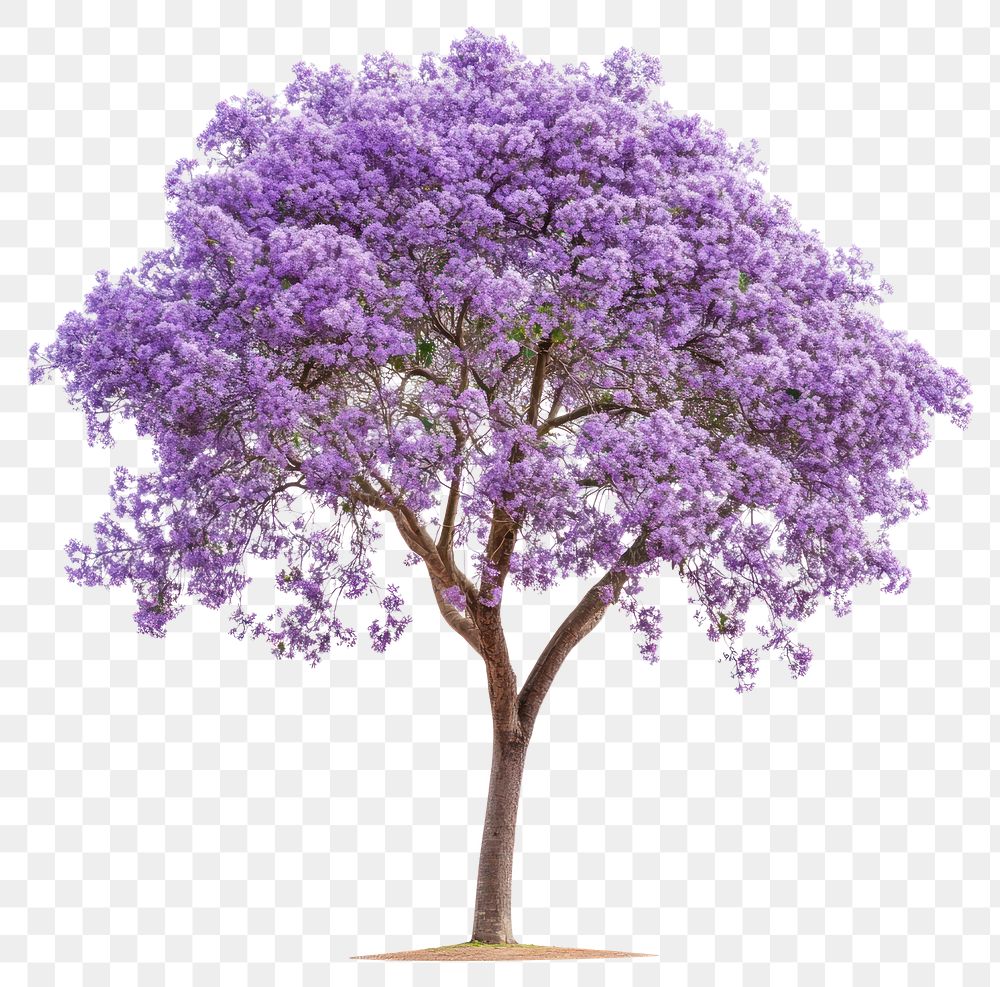 PNG Jacaranda tree jacaranda purple | Free PNG - rawpixel