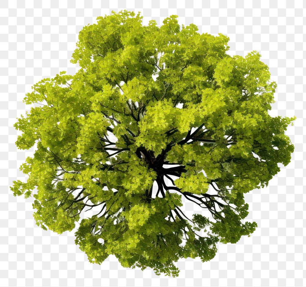 PNG Ginkgo tree green view | Free PNG - rawpixel