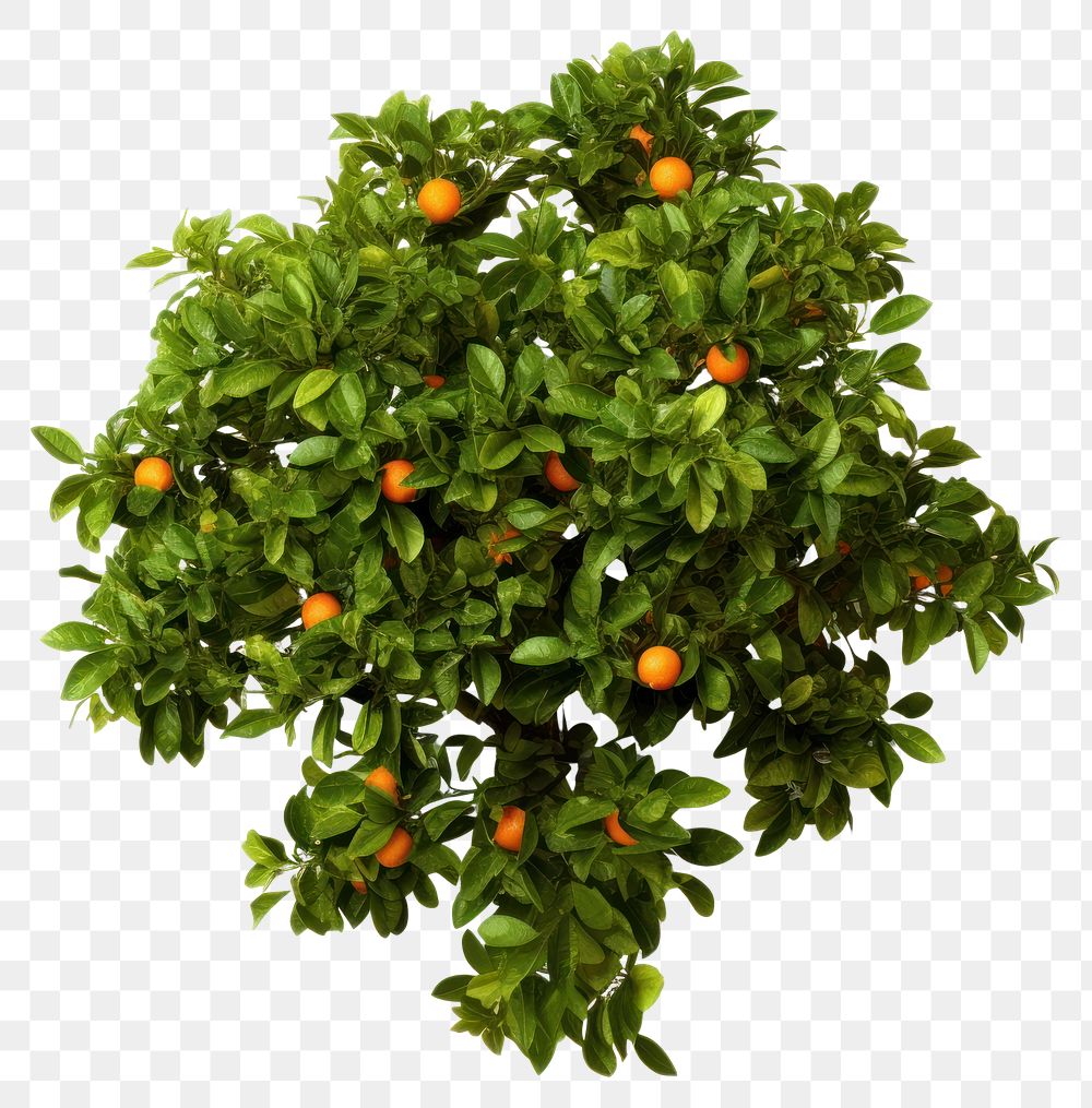 PNG Orange tree fruit plant | Premium PNG - rawpixel