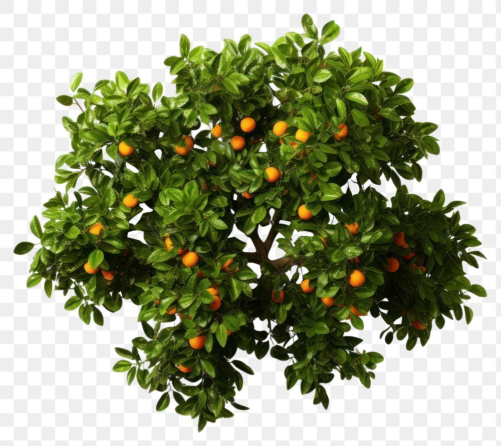 PNG Orange tree leaves fruit | Free PNG - rawpixel