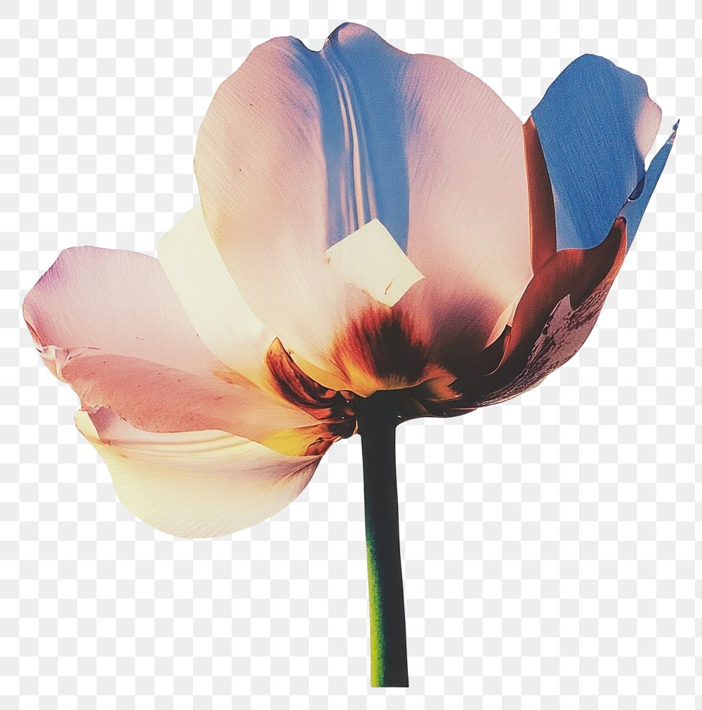 PNG Random object photography colorful | Free PNG - rawpixel