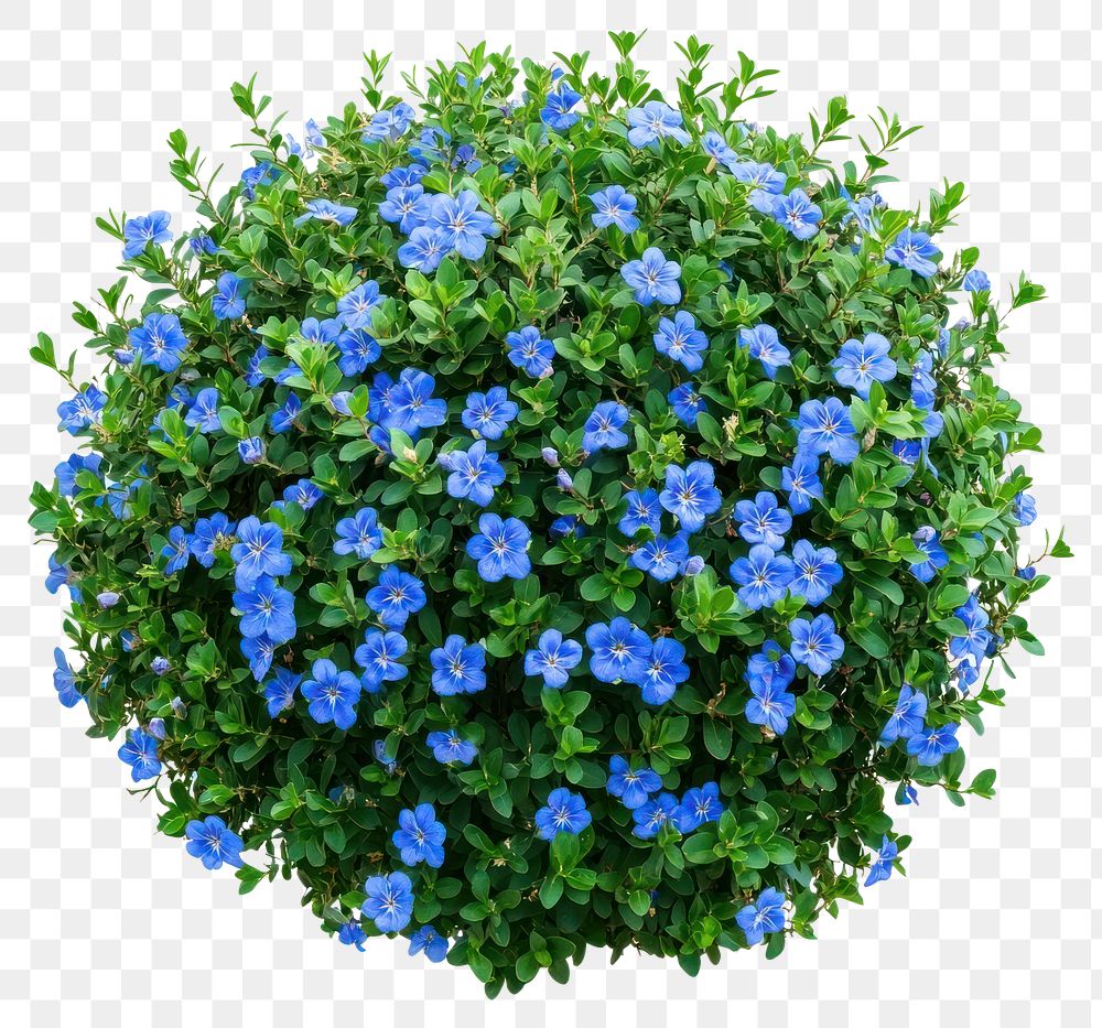 PNG Real blue flower bushes | Free PNG - rawpixel