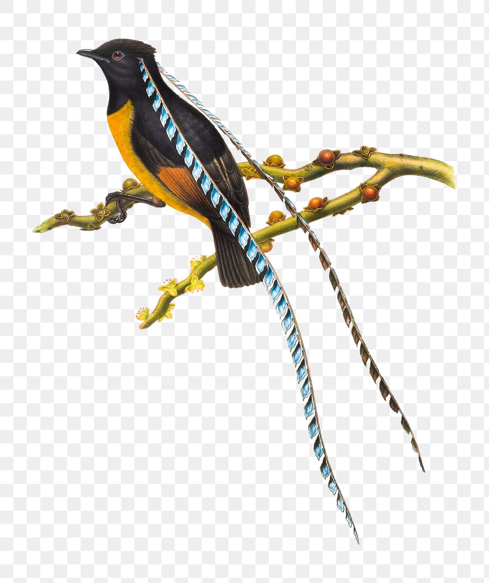 Tailed Images | Free Photos, PNG Stickers, Wallpapers & Backgrounds ...