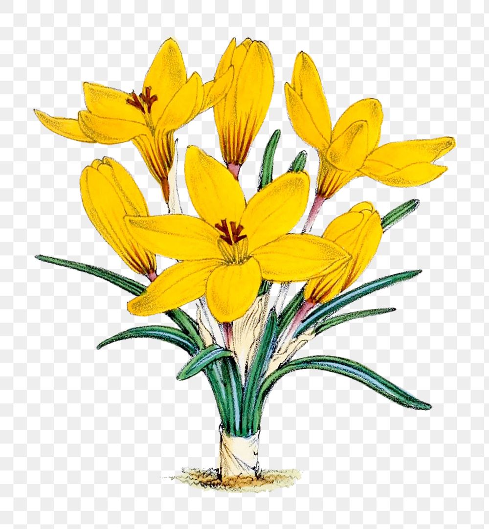PNG WInter Crocuses, flower illustration | Free PNG - rawpixel