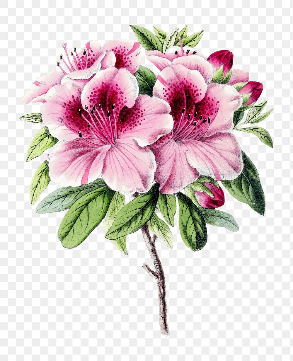 PNG Pink Azalea vintage illustration | Free PNG - rawpixel