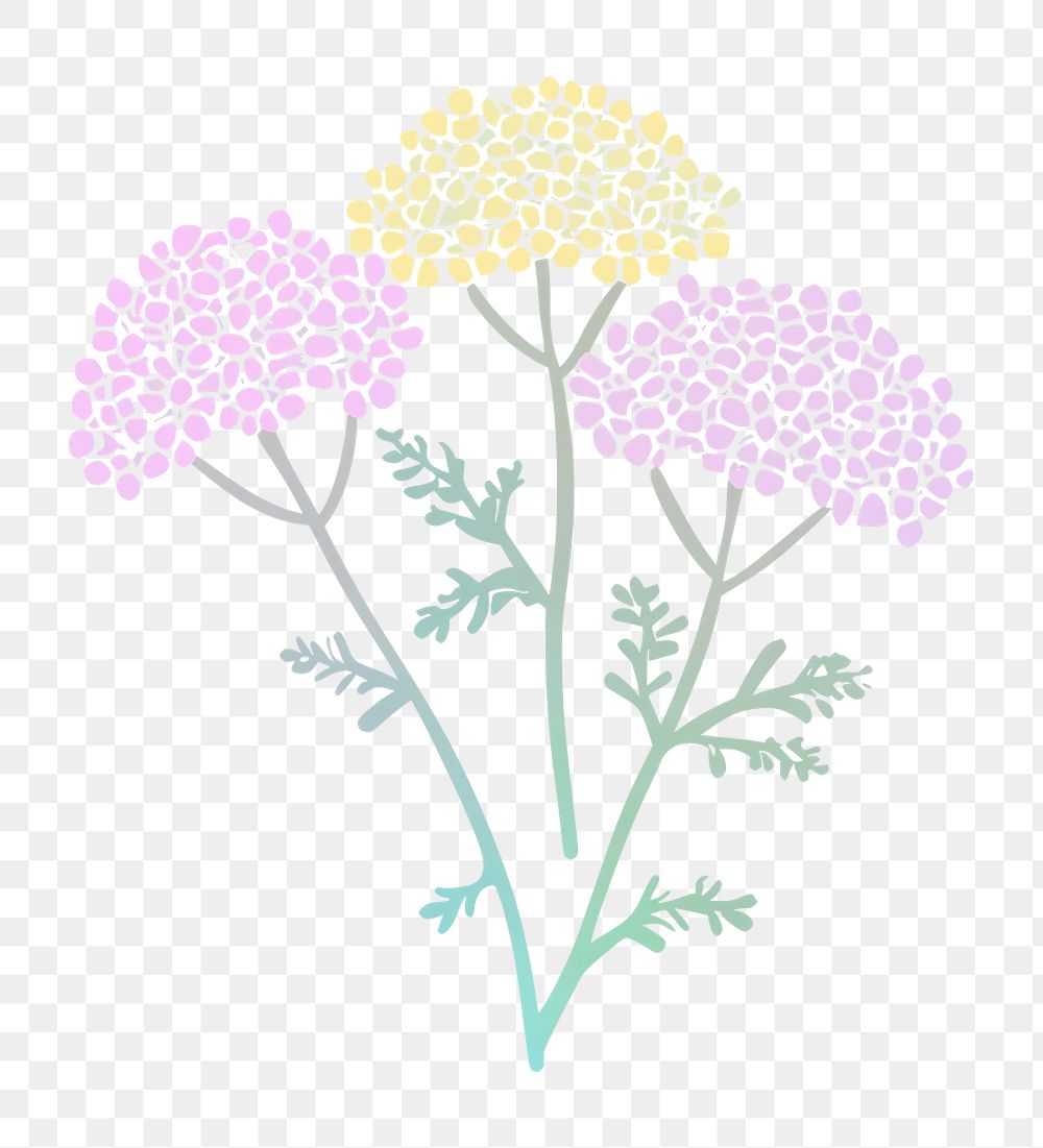 PNG Yarrow flowers illustration pastel. | Free PNG - rawpixel
