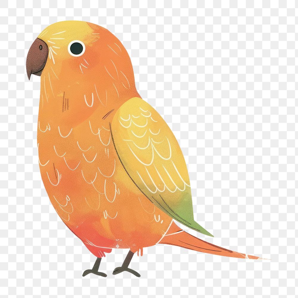 PNG Sun Conure bird illustration | Free PNG - rawpixel