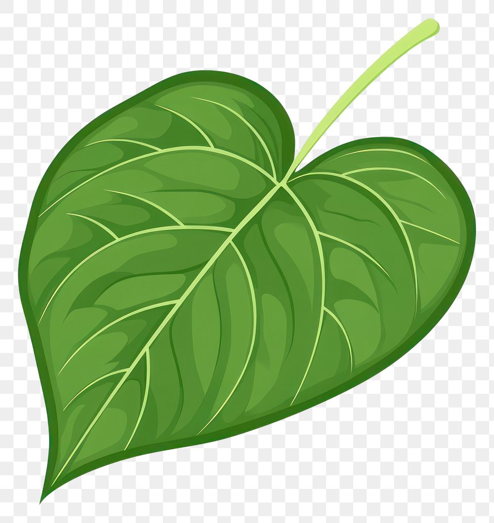 PNG Green cordate leaf illustration | Free PNG - rawpixel