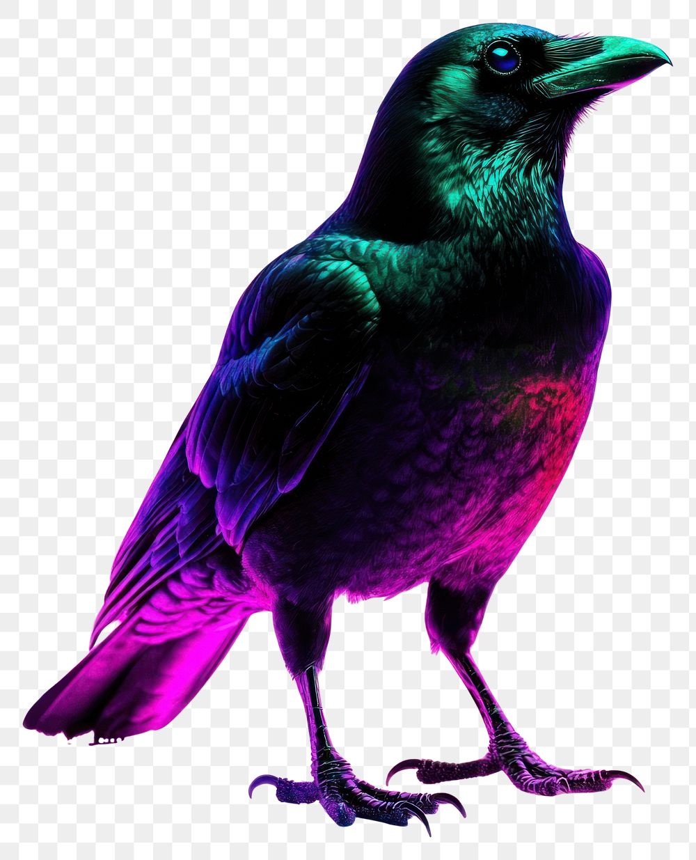 PNG Crow Neon rim light | Free PNG - rawpixel