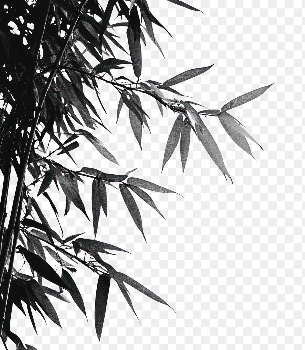 PNG bamboo tree illustration leaves | Free PNG - rawpixel
