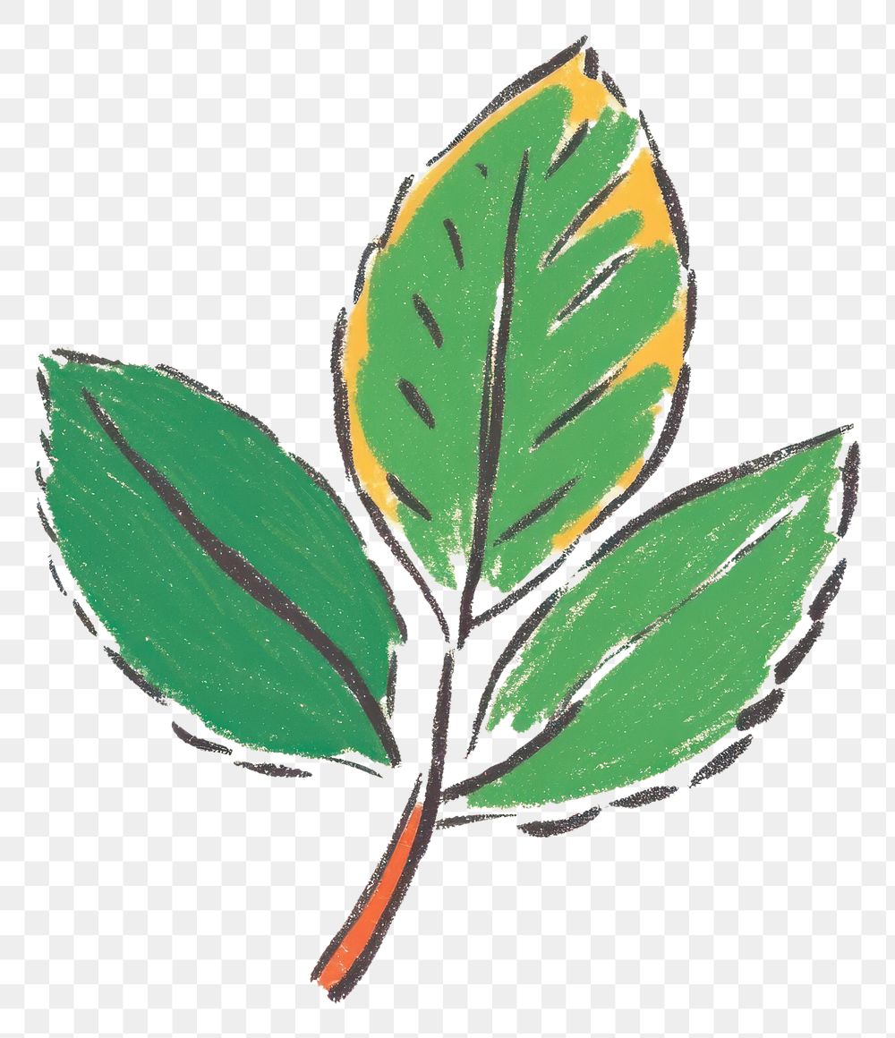 PNG Leaf illustration art hand-drawn. | Free PNG - rawpixel