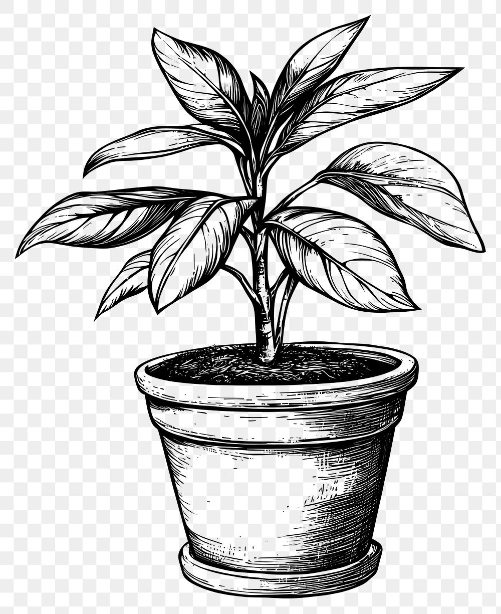 PNG Potted plant drawing sketch | Free PNG - rawpixel