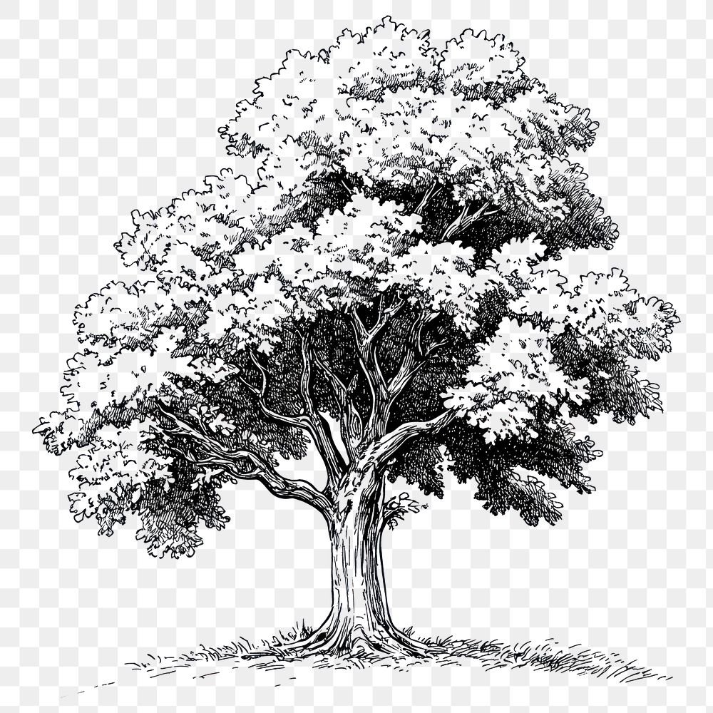 PNG Oak tree art drawing | Free PNG - rawpixel