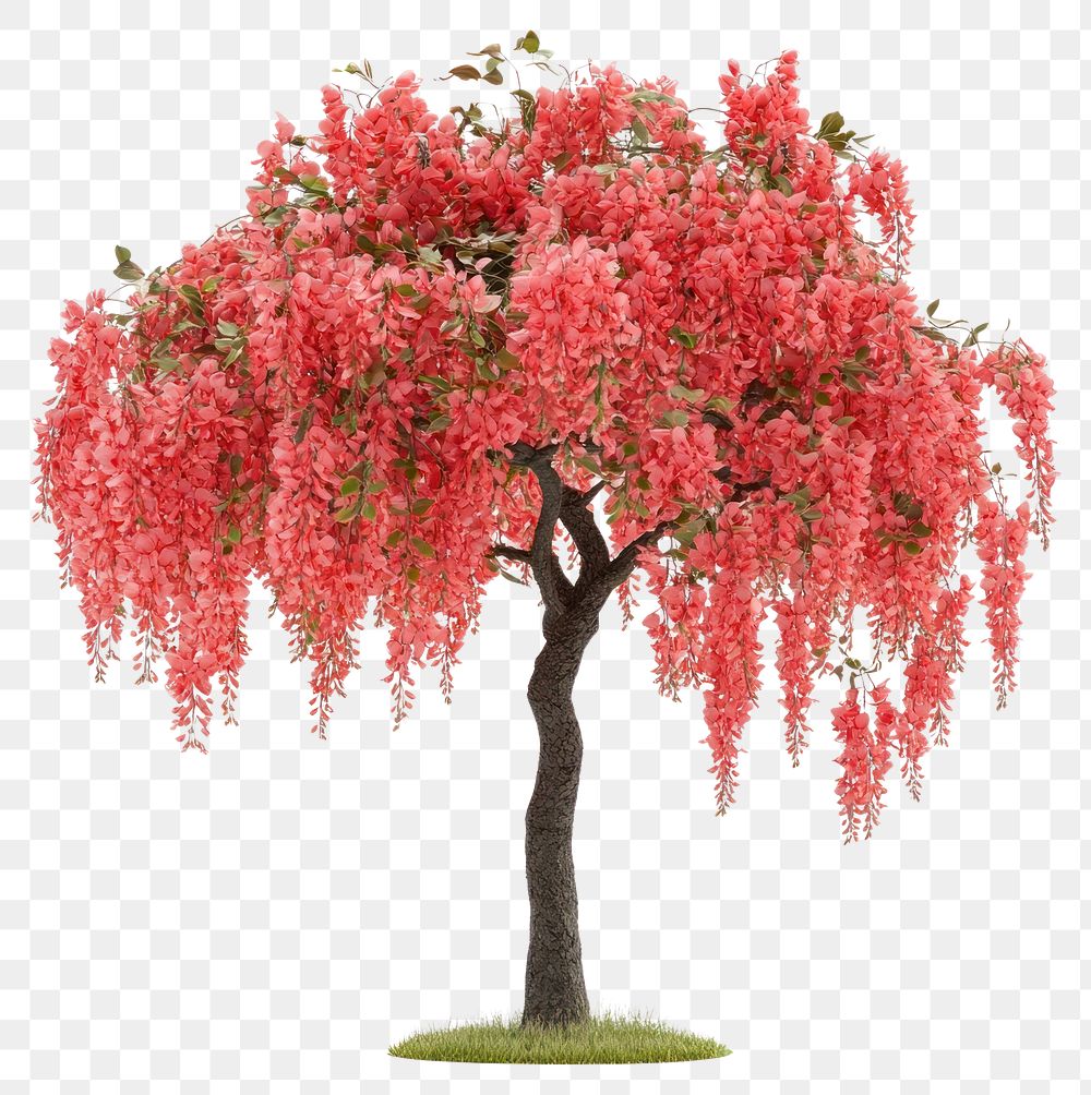 PNG Red Wisteria flower tree | Free PNG - rawpixel