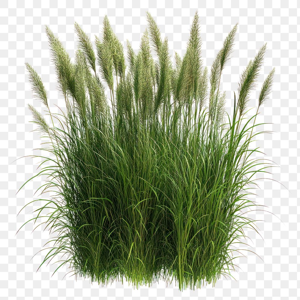 Reed PNG Images | Free Photos, PNG Stickers, Wallpapers & Backgrounds ...