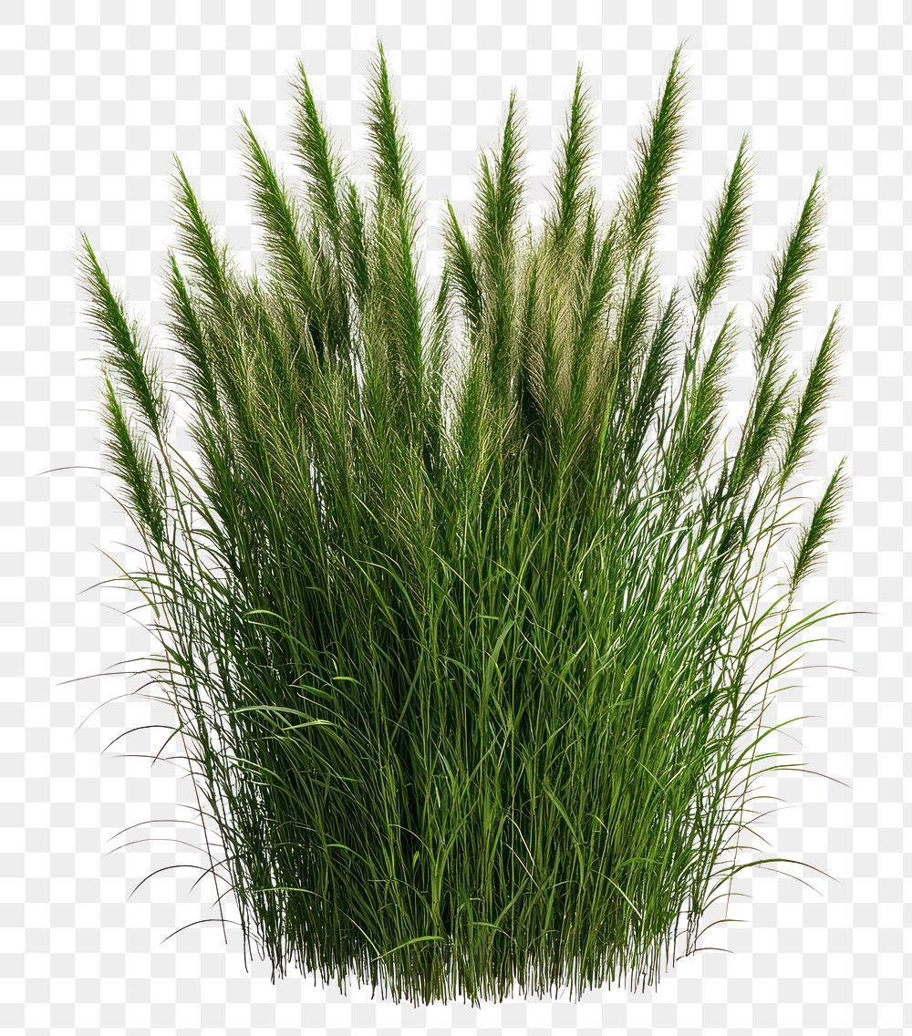 PNG Grass bushes plant tall | Free PNG - rawpixel