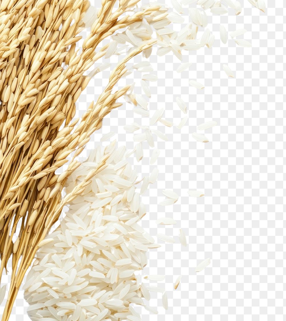 PNG White rice border background | Free PNG - rawpixel
