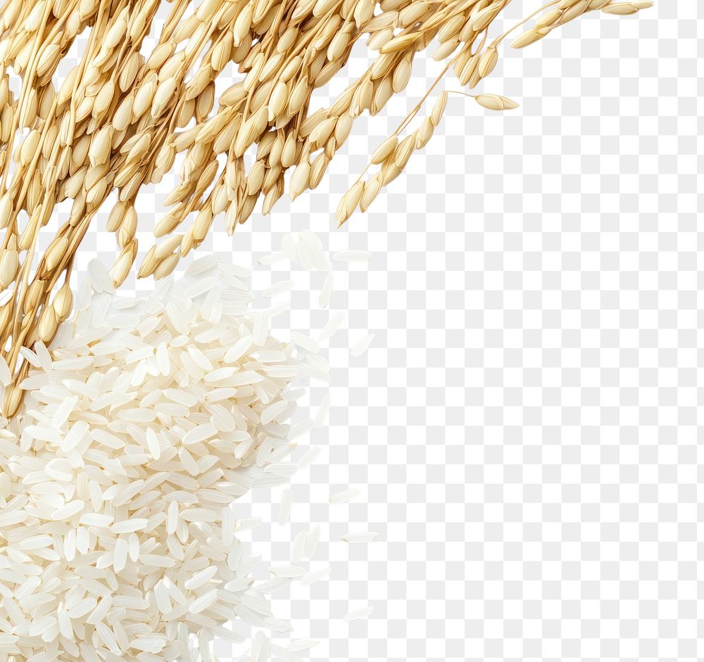 PNG White rice border background | Free PNG - rawpixel