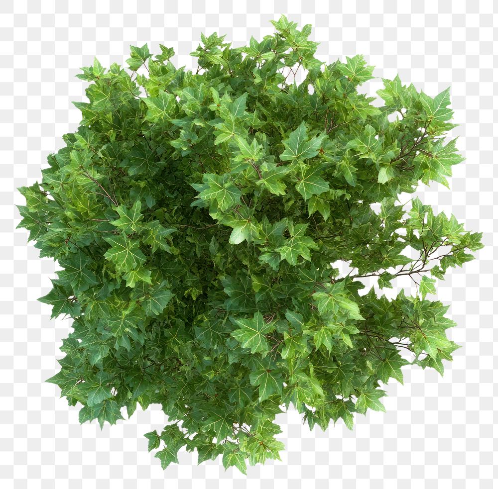 PNG Real sycamore tree background | Free PNG - rawpixel