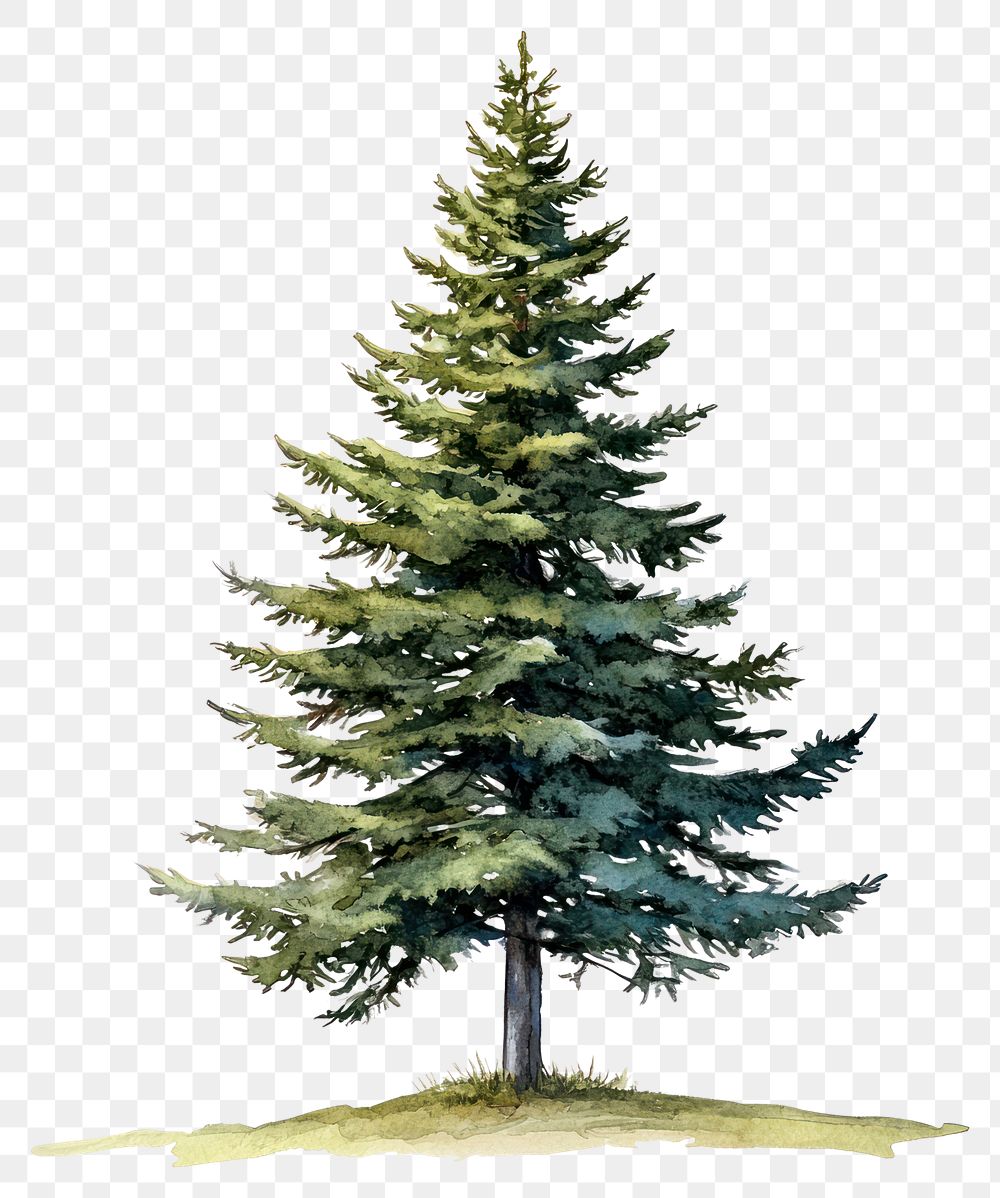 PNG Fraser fir tree illustration | Free PNG - rawpixel