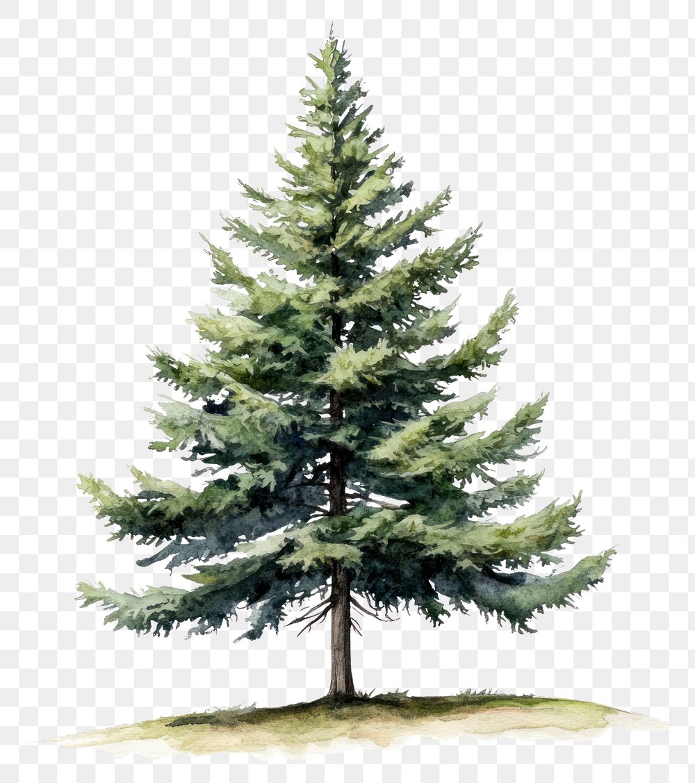 PNG White spruce tree illustration | Free PNG - rawpixel