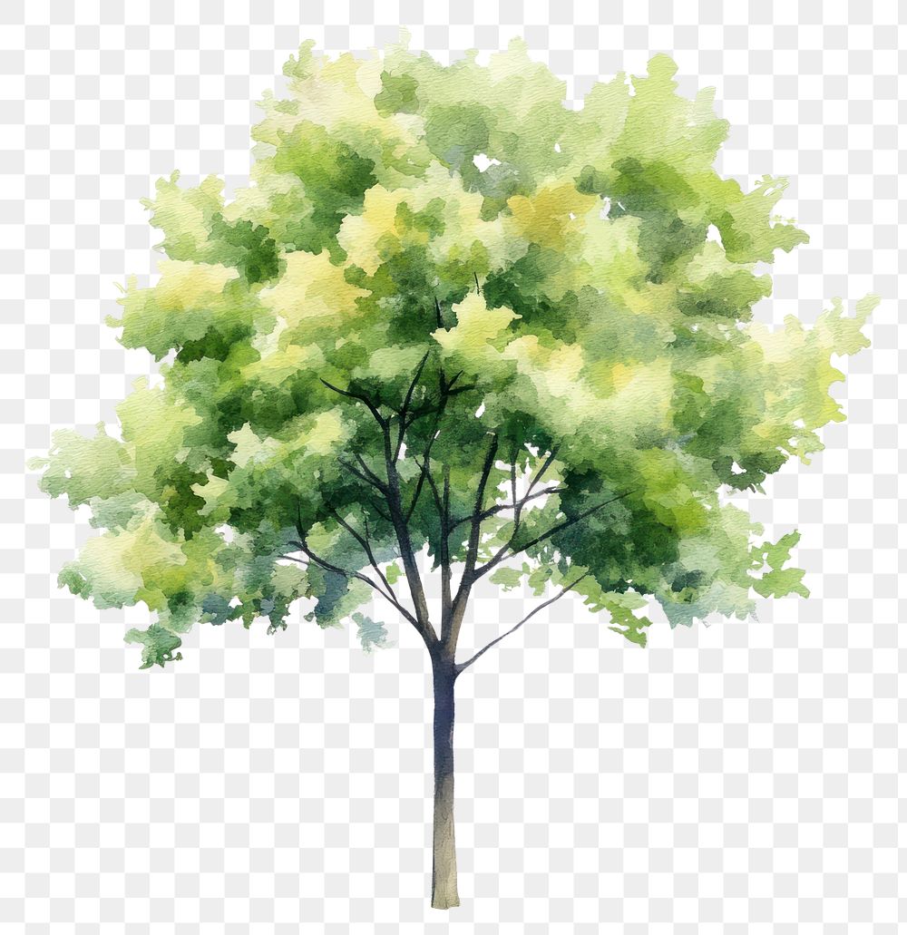 PNG Green Maple tree illustration | Free PNG - rawpixel