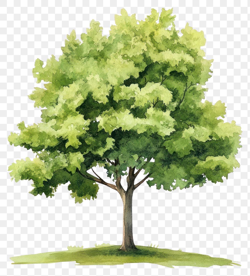 PNG Green Maple tree illustration | Free PNG - rawpixel