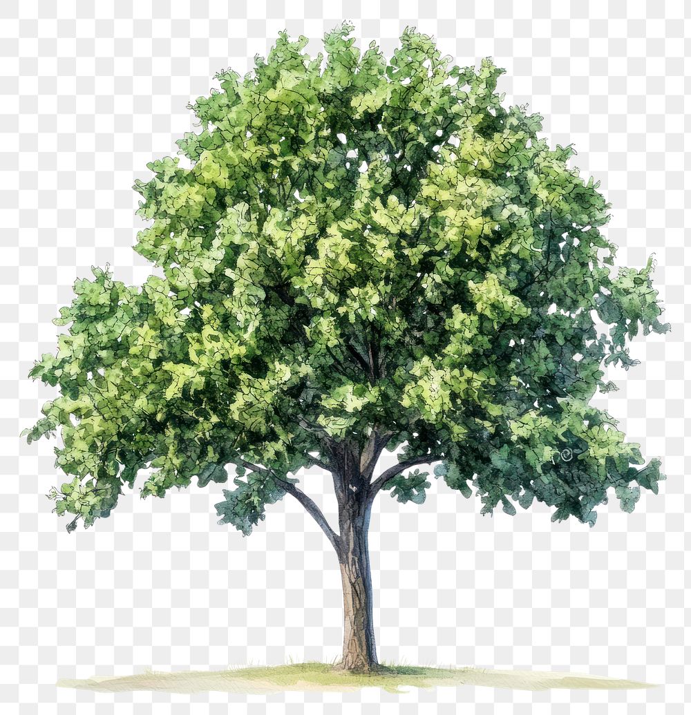 PNG Walnut tree illustration botanical | Free PNG - rawpixel