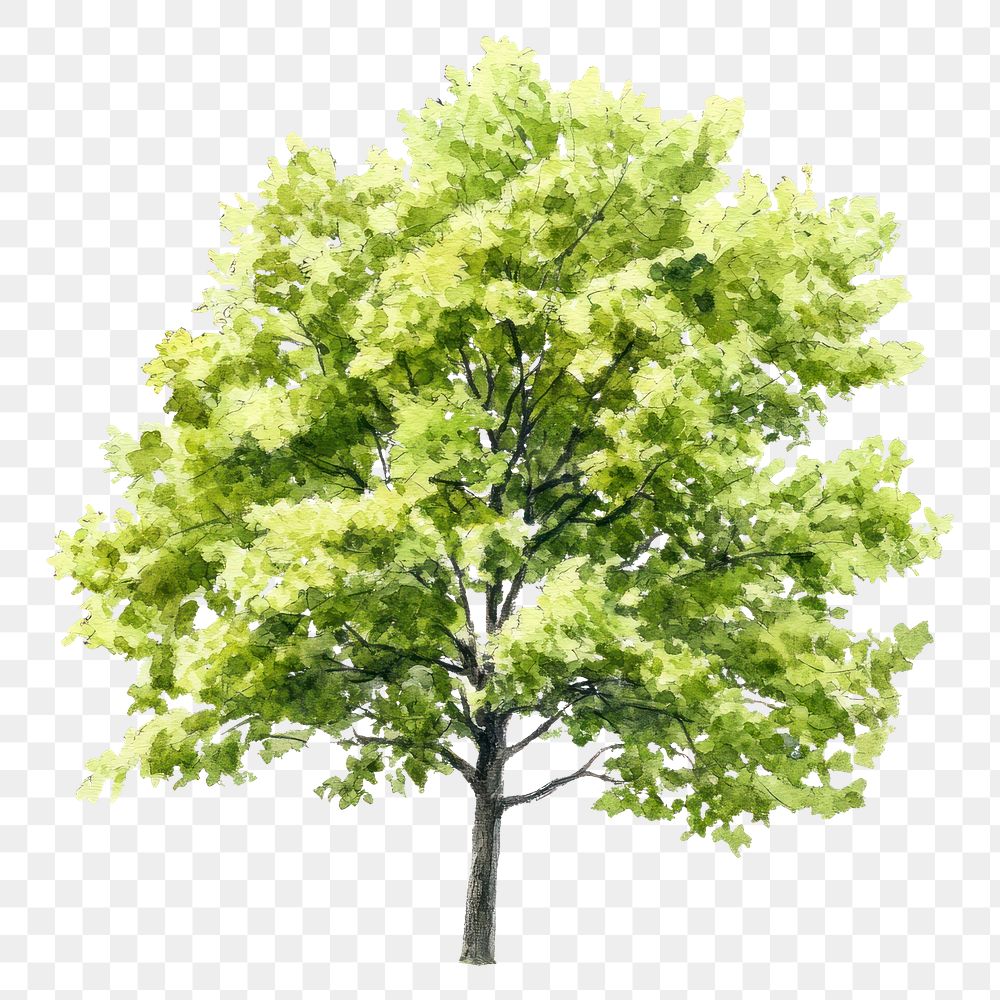 PNG Green Maple tree illustration | Free PNG - rawpixel