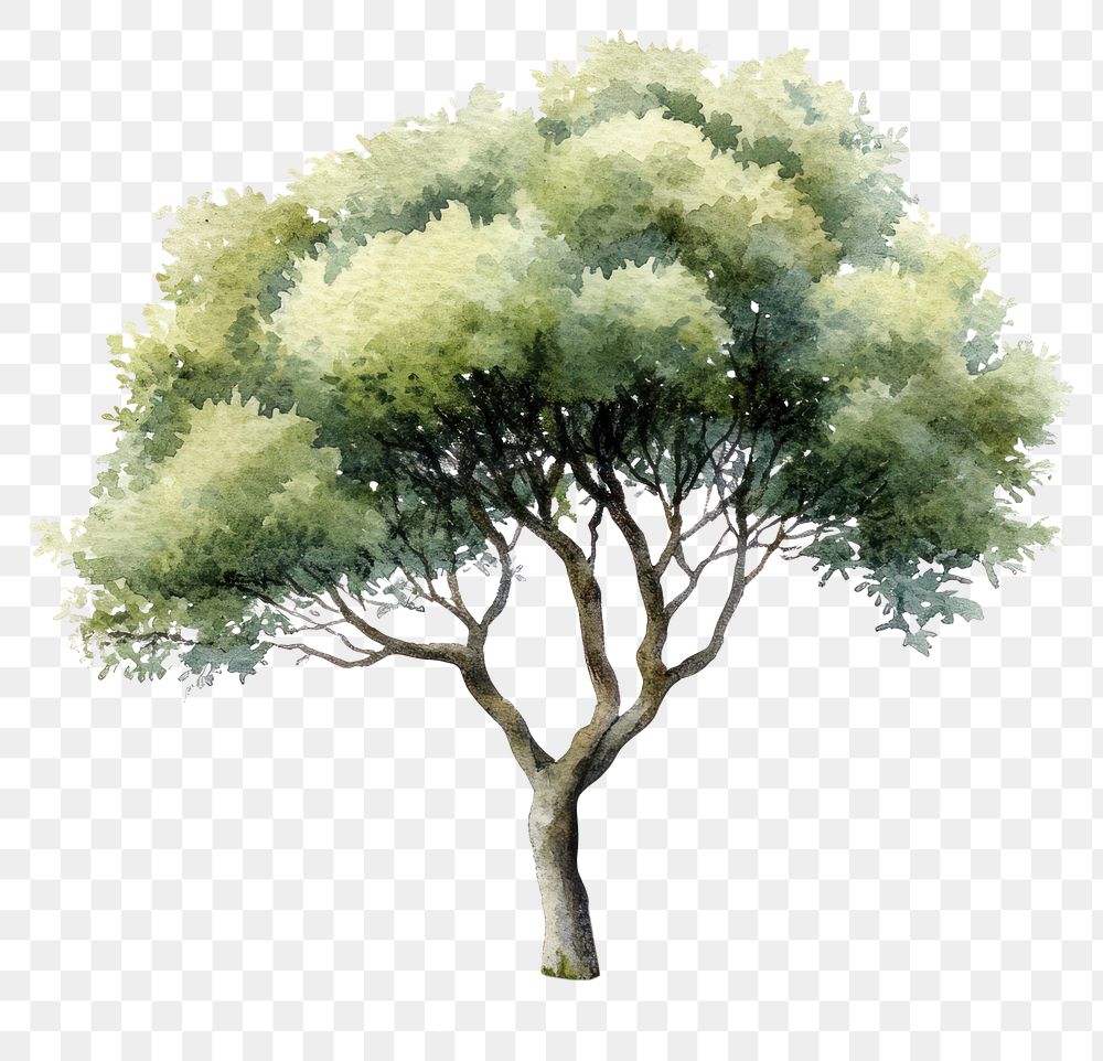 Watercolor Tree PNG Images | Free Photos, PNG Stickers, Wallpapers ...