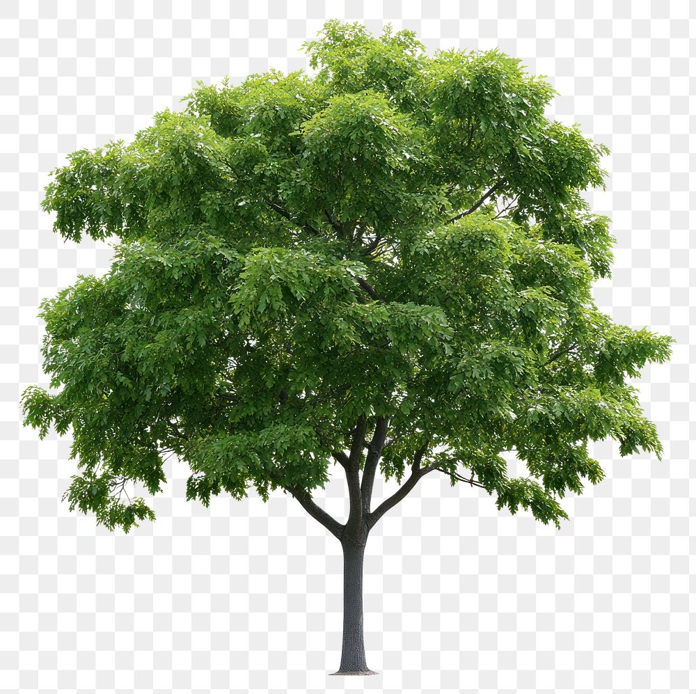 PNG Green maple tree photography | Free PNG - rawpixel