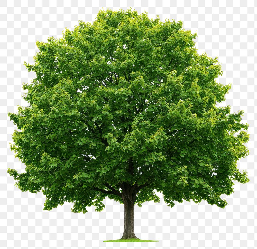PNG Green maple tree isolated | Free PNG - rawpixel
